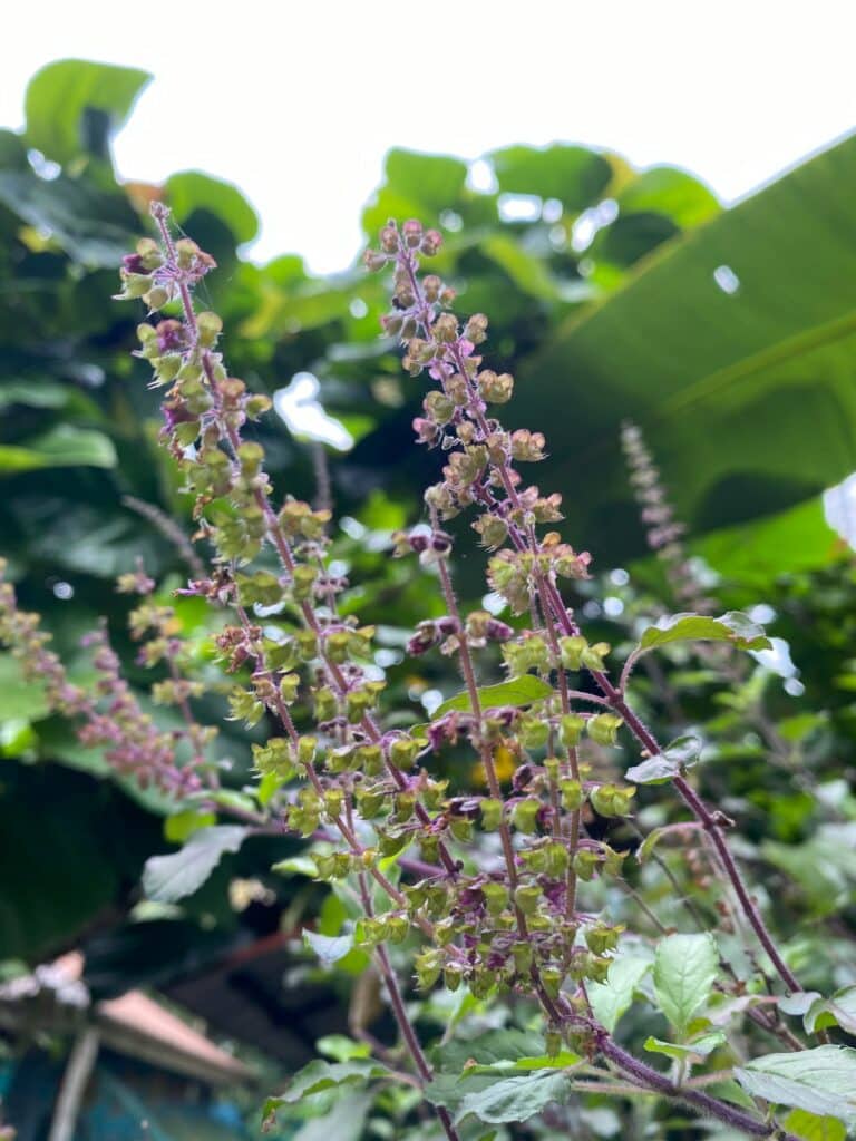 The 21 Ganesha Herbs (Powerful Medicinal Herbs) | Vital Veda